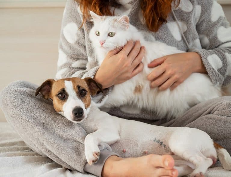 Cats and Dogs Living Together