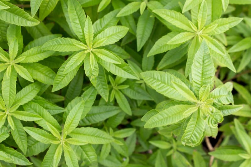 Is Lemon Verbena Poisonous To Cats And Dogs Is Lemon Verbena Poisonous To Cats And Dogs