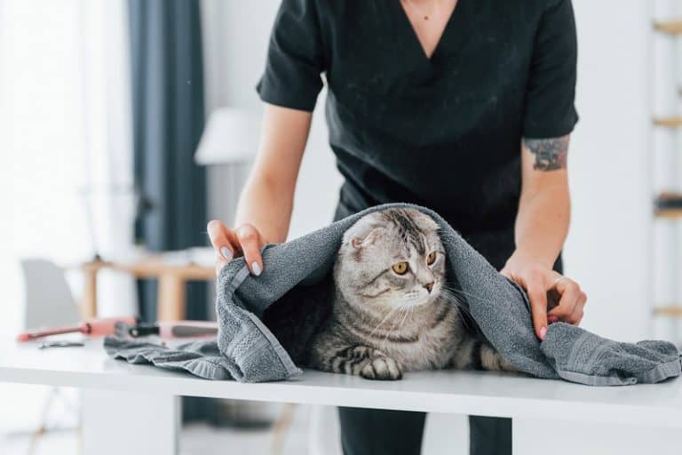 8 Tips for Trimming the Claws of an Aggressive Cat