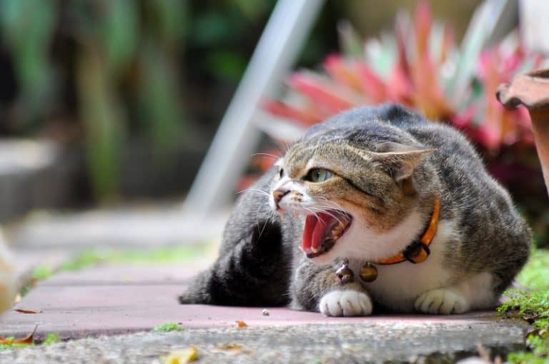 Why Does My Cat Attack Me And No One Else?