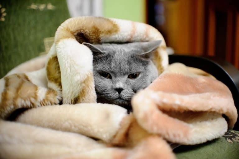 How Cold Is Too Cold For Cats In a House?