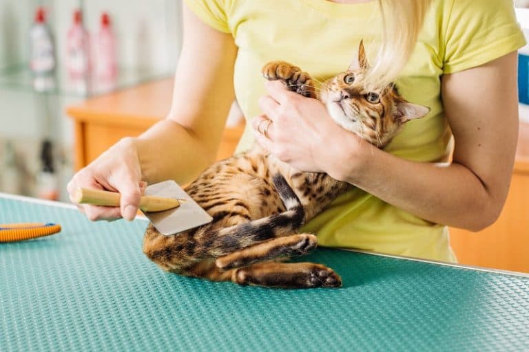 How To Sedate A Cat For Grooming How To Sedate A Cat For Grooming
