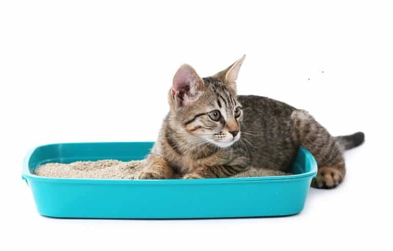 Can I Use Sand As Cat Litter?