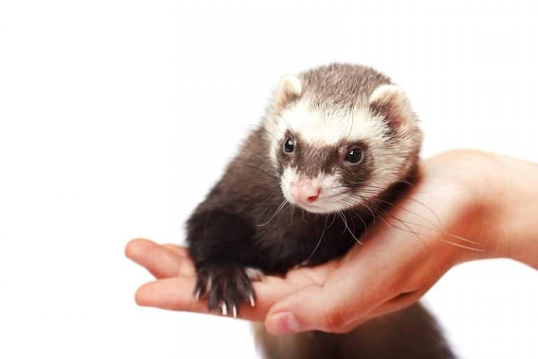 Do Cats And Ferrets Get Along