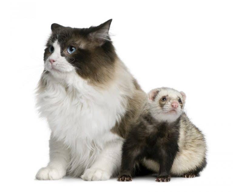 Do Cats And Ferrets Get Along