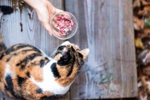 What To Feed Stray Cats?
