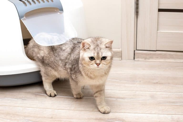 Where To Put a Cat Litter Box In a Small Apartment?