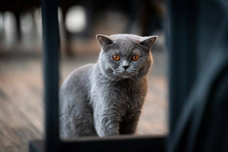 9 Flat-Faced Cat Breeds