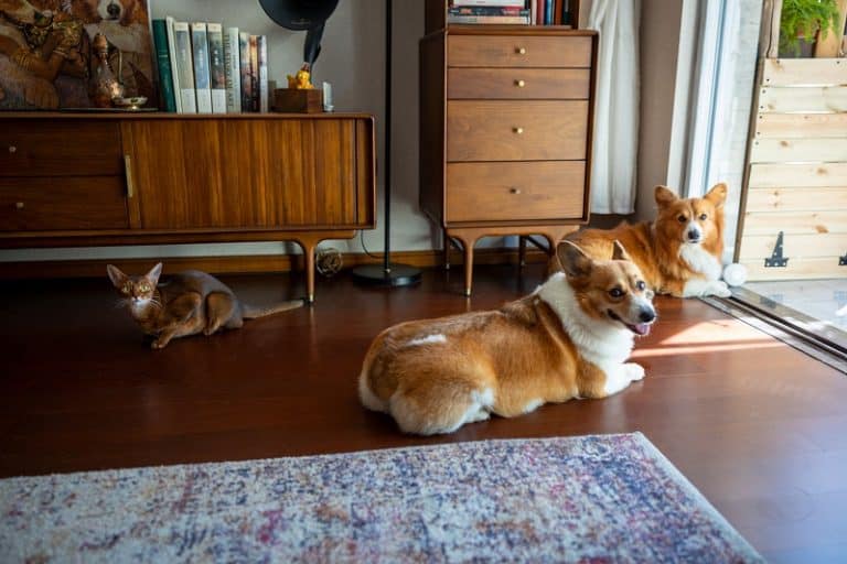 Corgis and Cats – Do They Mix?