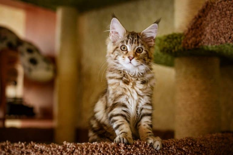 Mini Maine Coon