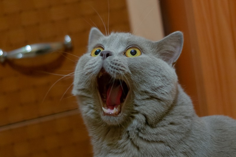 Why Do Cats Go Crazy At Night Why Do Cats Go Crazy At Night