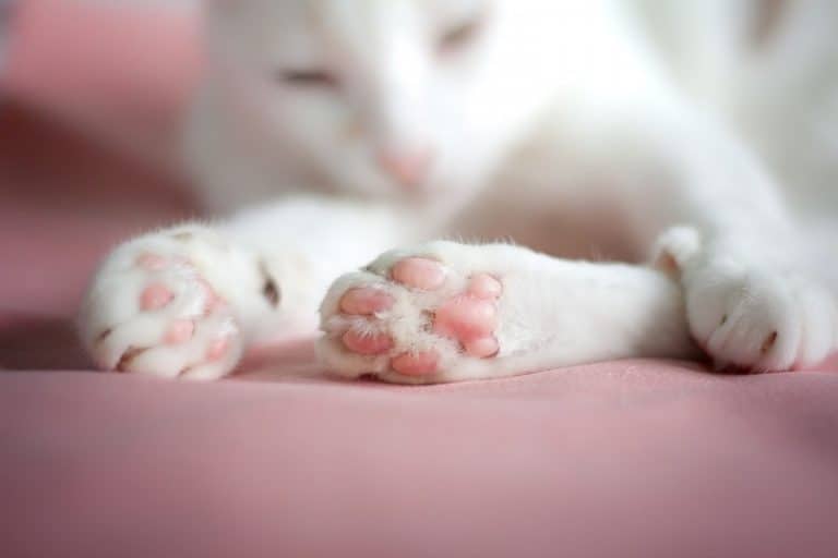 Cat Paw Pads Change Color