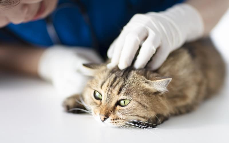 Bald Spots On Cats Face