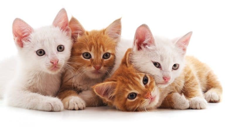 Why Do Cats Bite Each Other s Ears 