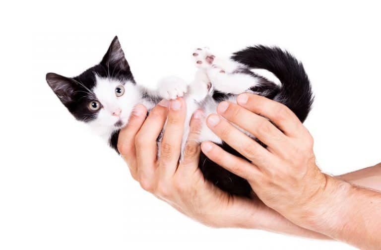 Why Does My Kitten Fart So Much?