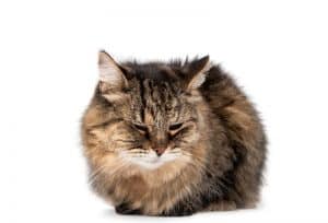 Why Do Cats Tuck Their Paws?