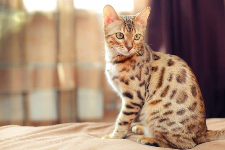 11 Cat Breeds That Trill
