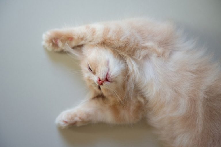 How To Get Your Cat To Sleep At Night?