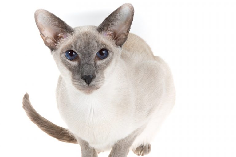 9 Types of Siamese Cats