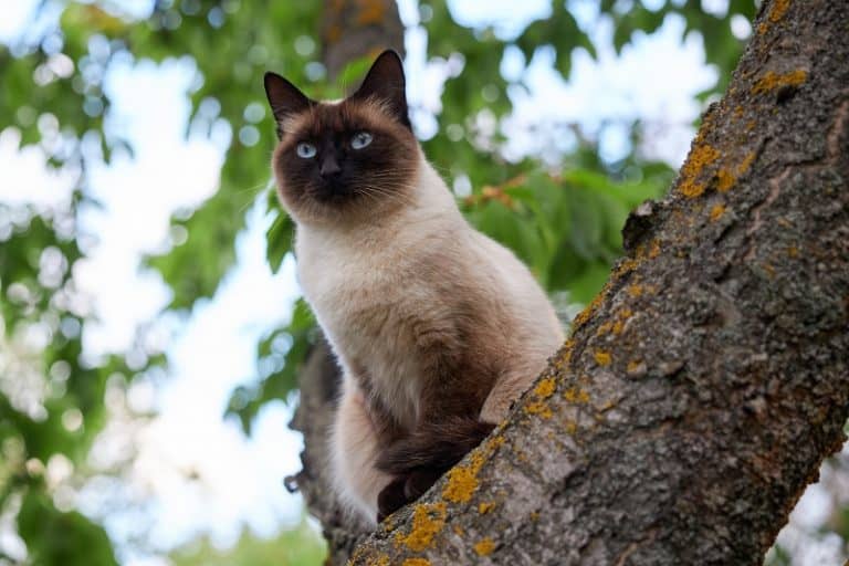 11 Cat Breeds That Trill