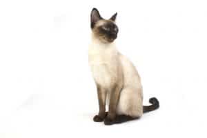 9 Types of Siamese Cats