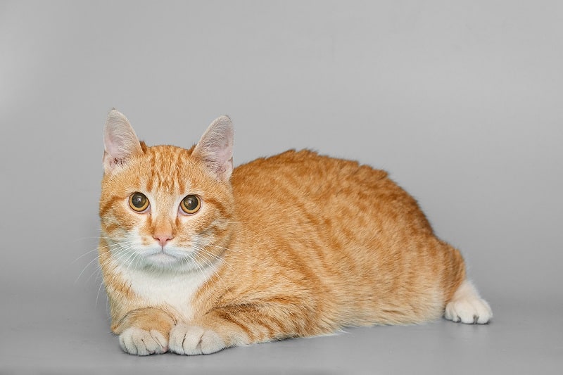 Are Domestic Shorthair Cats Hypoallergenic Are Domestic Shorthair Cats Hypoallergenic