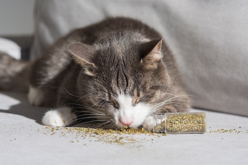 How Long Does Catnip Last 