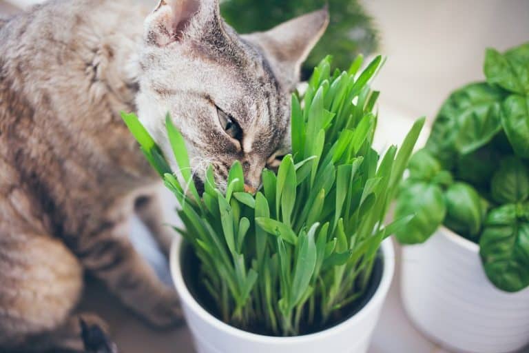 How To Keep Cat Grass Alive?