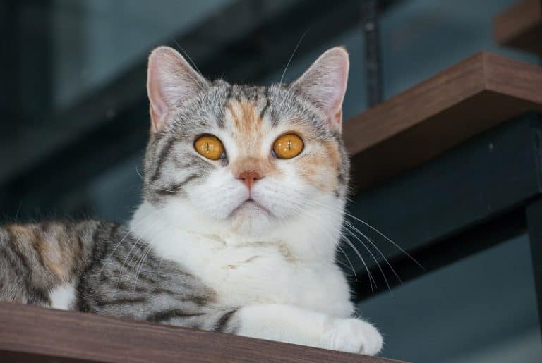 11 Meanest Cat Breeds