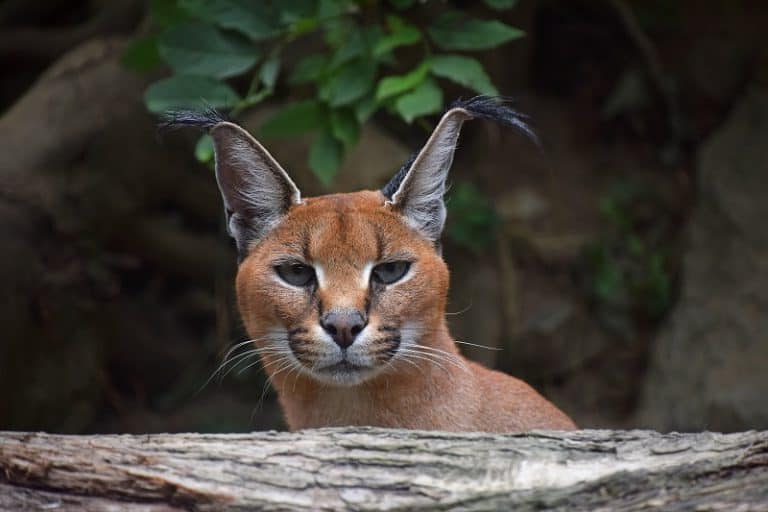 Are Caracal Cats Hypoallergenic?