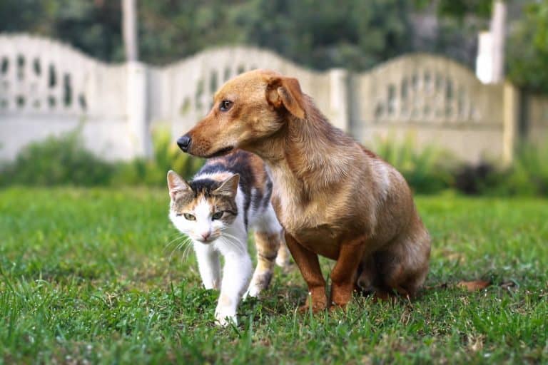 17 Reasons Why Cats Are Better Than Dogs