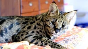 11 Meanest Cat Breeds