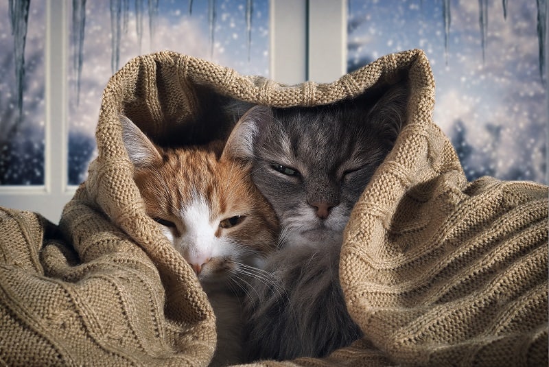 Why Do Cats Bite Blankets 