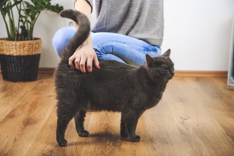 Why Do Cats Stick Their Bum In The Air When You Pet Them?