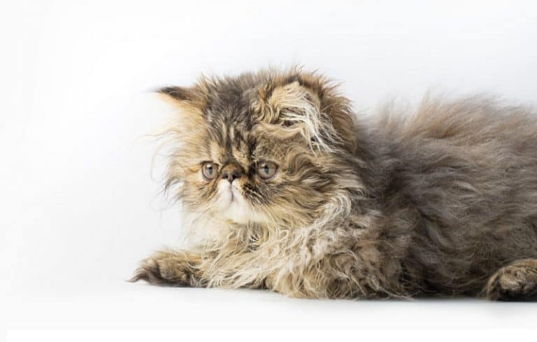 Persian Cat Matted Fur