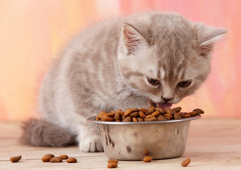 Worms In Cat Food