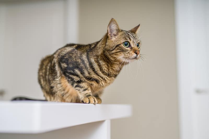 How To Find Hidden Cat Pee How To Find Hidden Cat Pee