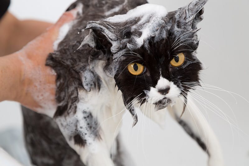 Why Do Cats Hate Baths 