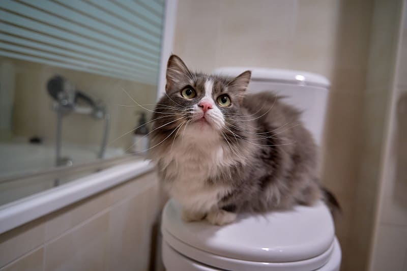 Why Do Cats Like The Bathroom Why Do Cats Like The Bathroom