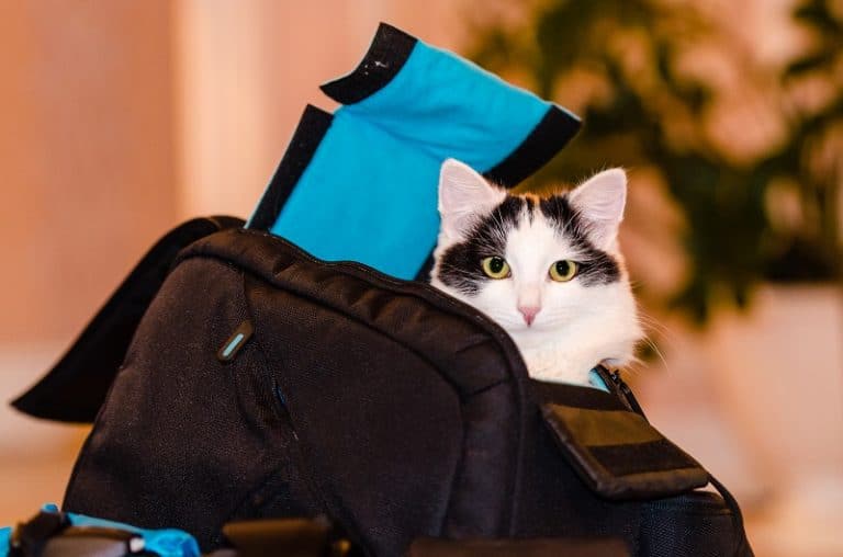 How To Move Cats Long Distance?