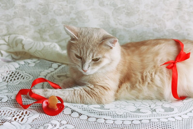 How To Make A Kitten Pacifier How To Make A Kitten Pacifier