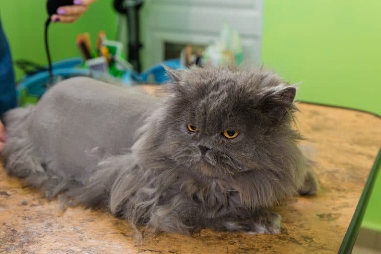 Cat Behavior After Shaving