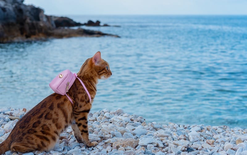 Can I Take My Cat To The Beach Can I Take My Cat To The Beach