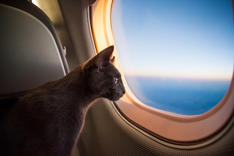 How Do Cats Go To The Bathroom On A Plane 