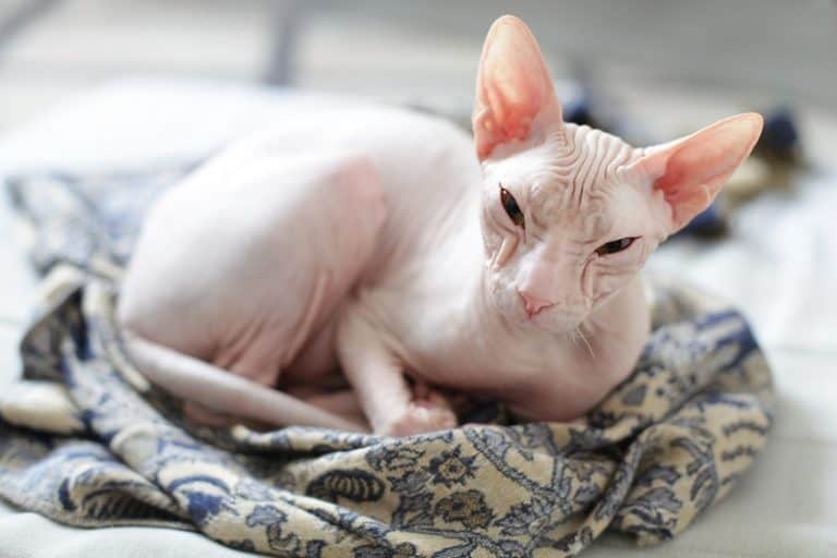Sphynx Cat Dry Skin – Causes and Treatments