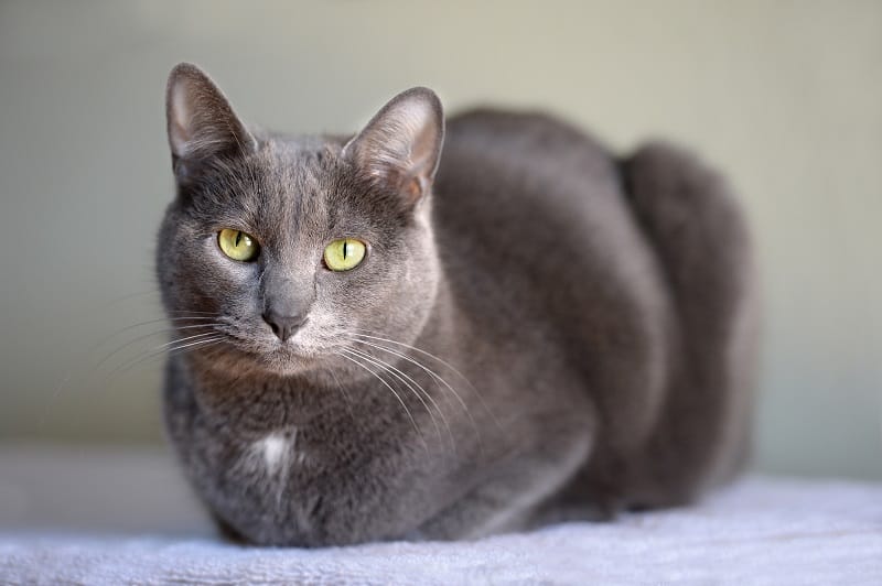 The Meaning Of Cat Sitting Positions