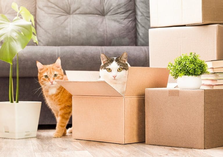 Cat Personality Change After Moving – Should You Worry?