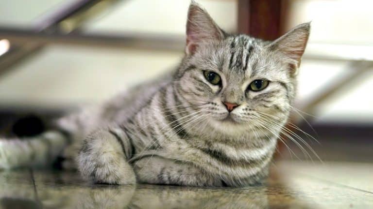 Dumbest Cat Breeds