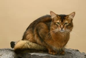African Domestic Cat Breeds