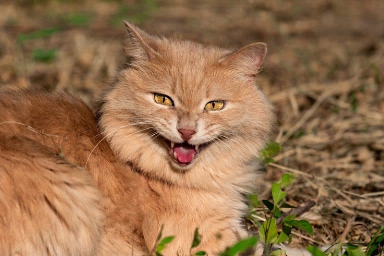 Are Female Cats Meaner?